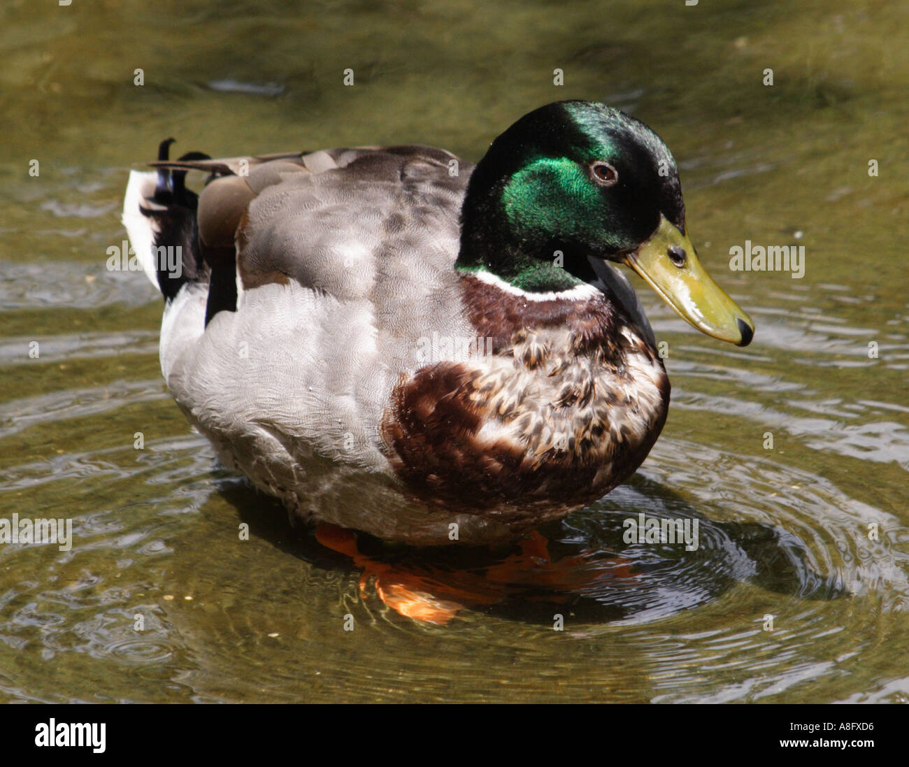 Mallard markings hi-res stock photography and images - Alamy