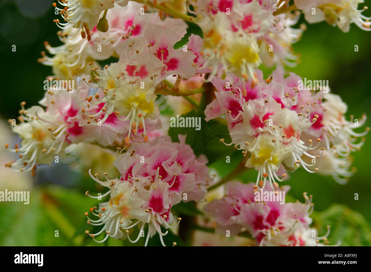chestnut tree (castanea Stock Photo - Alamy