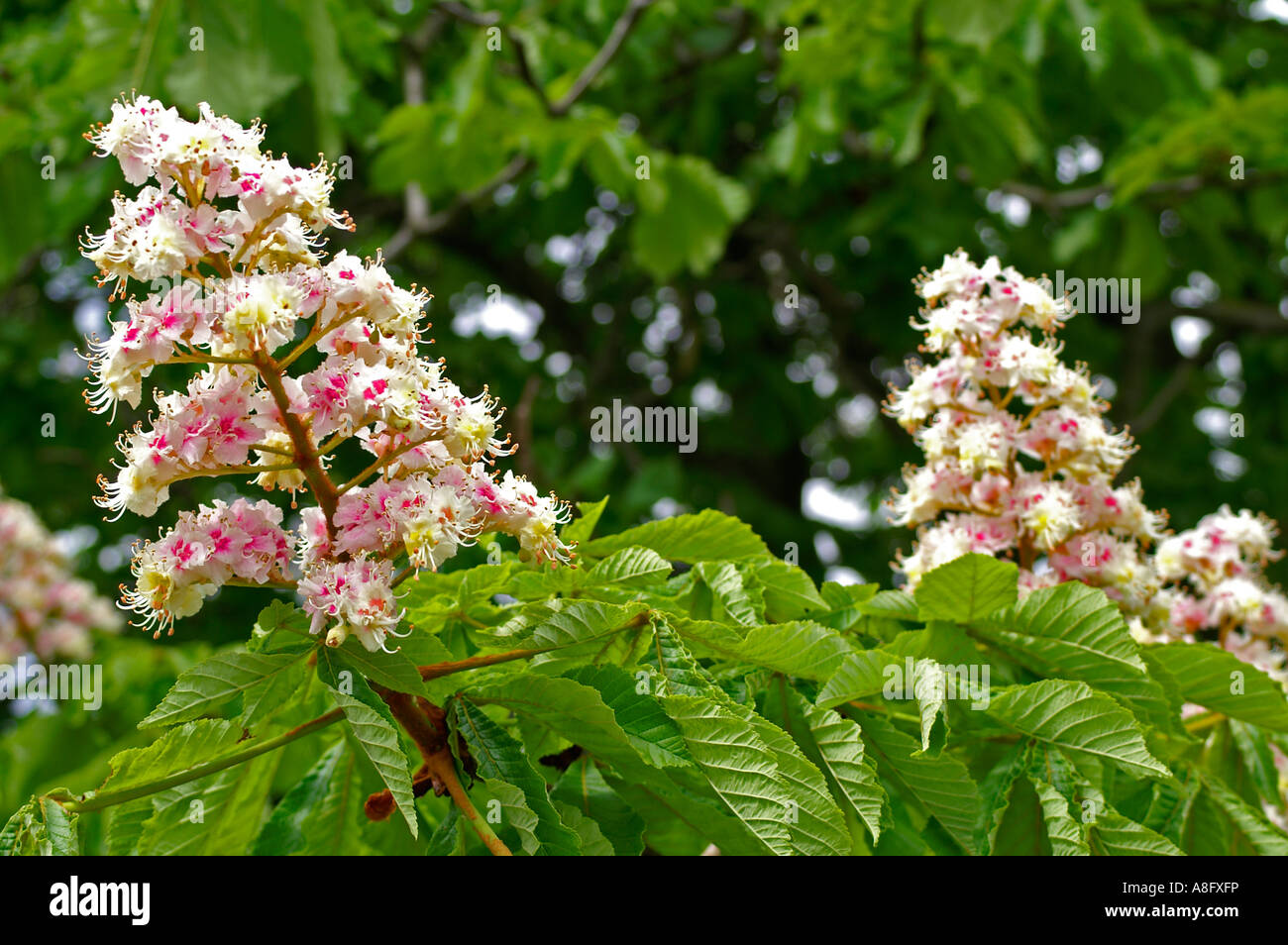 chestnut tree (castanea Stock Photo - Alamy