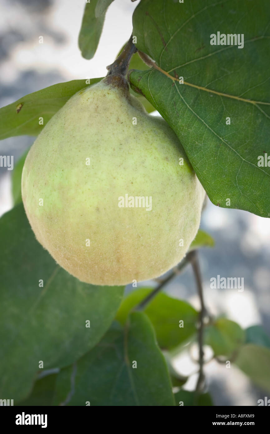 Organic quince fruit Stock Photo - Alamy