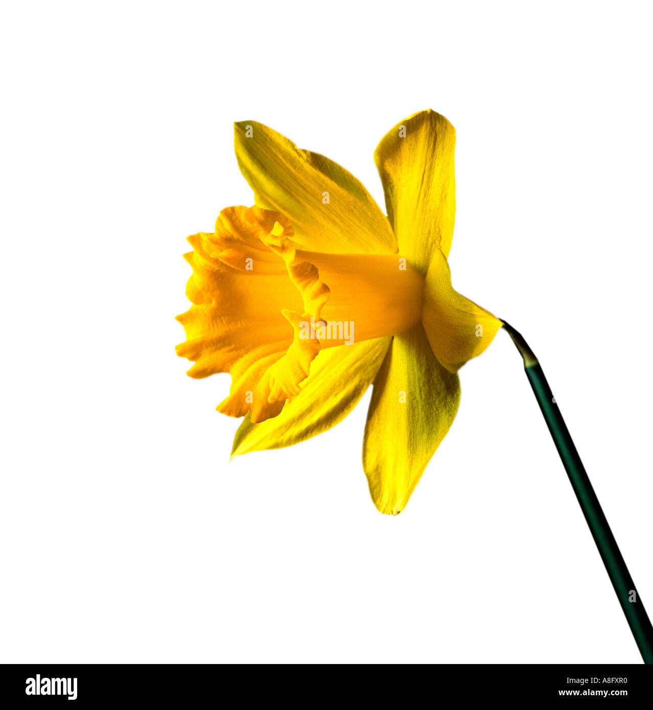 Daffodil Flower Head on white background Stock Photo - Alamy