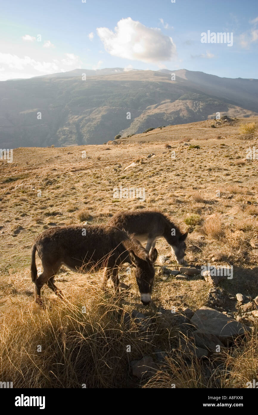 Mountain donkey Sierra Nevada mountains Alpujarras Granada Spain Stock ...