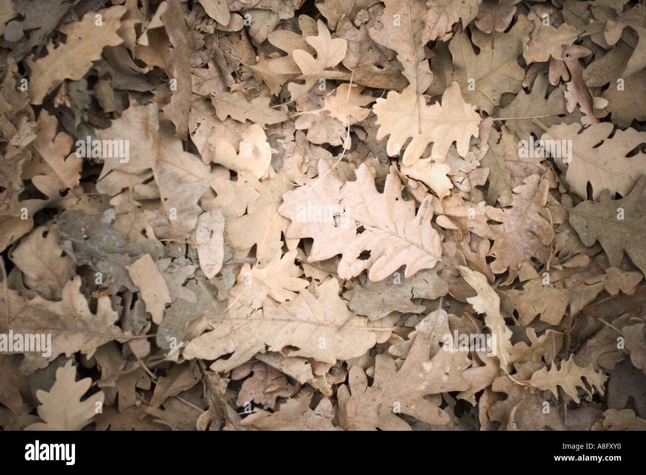 Oak leaf litter Stock Photo - Alamy