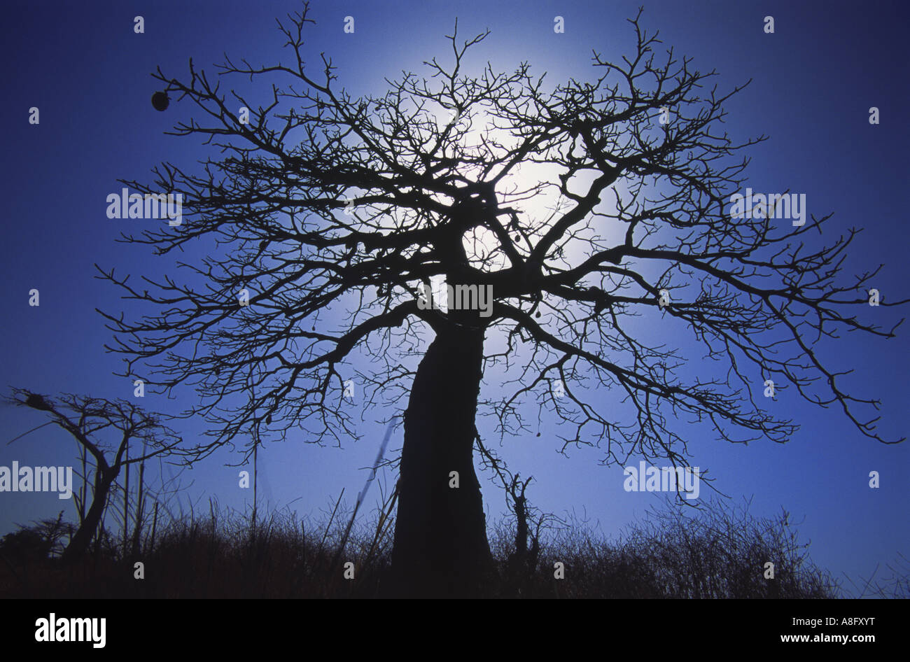 Silhouette of a baobab tree on Ginak Island Gambia West Africa Stock ...