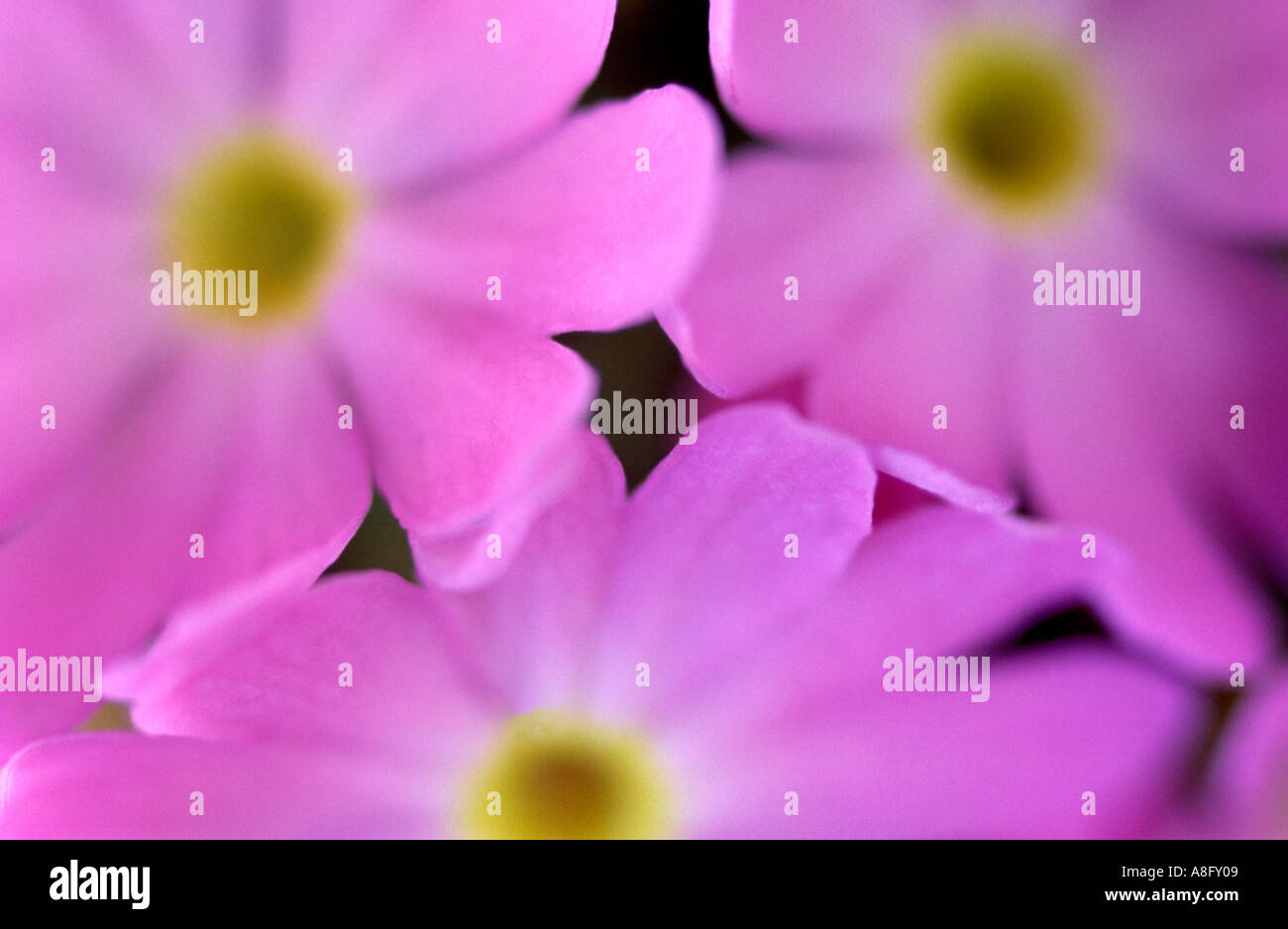 Three purple hi-res stock photography and images - Alamy