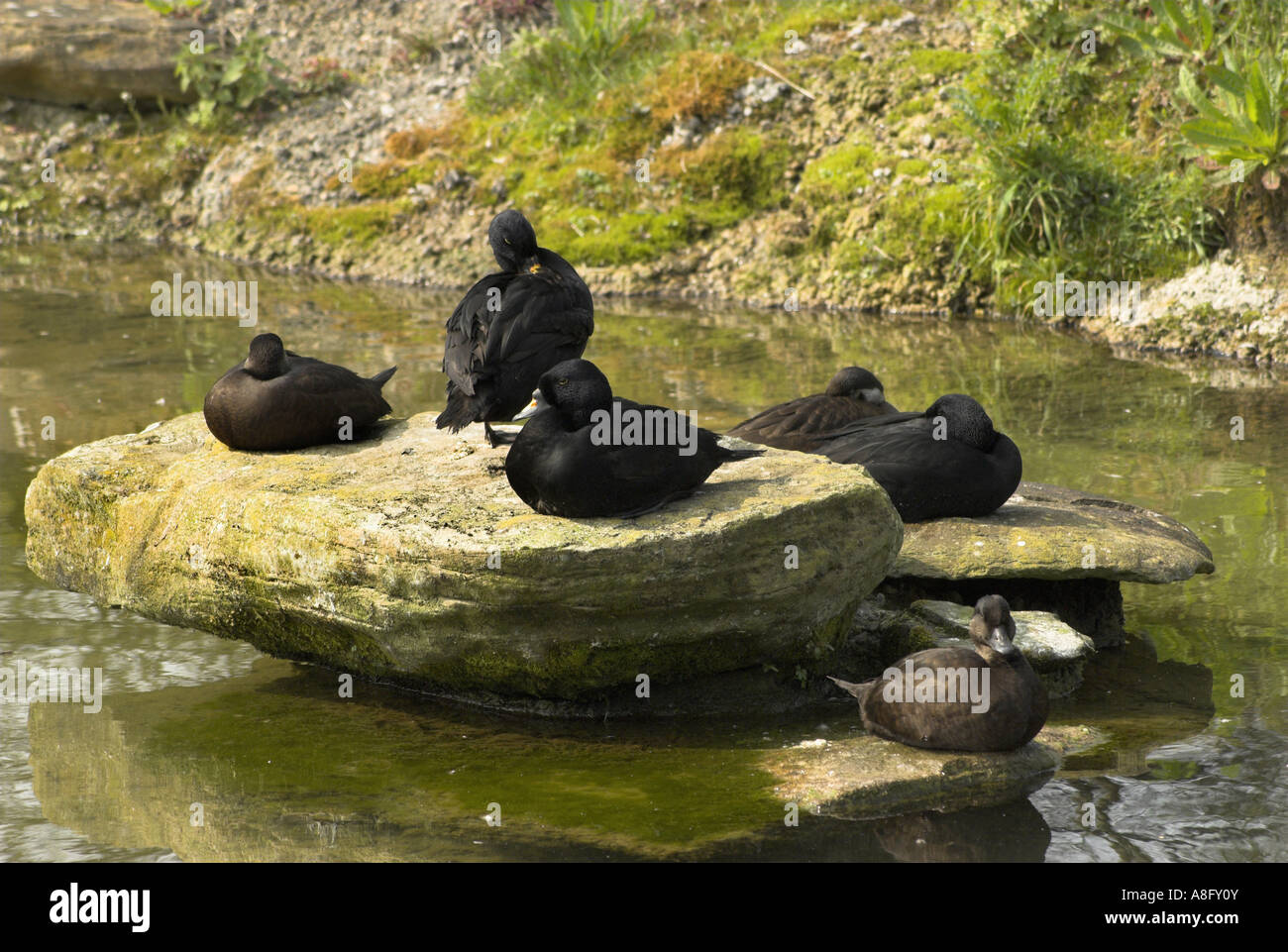 Common Scoter Duck (Melanitta nigra Stock Photo - Alamy