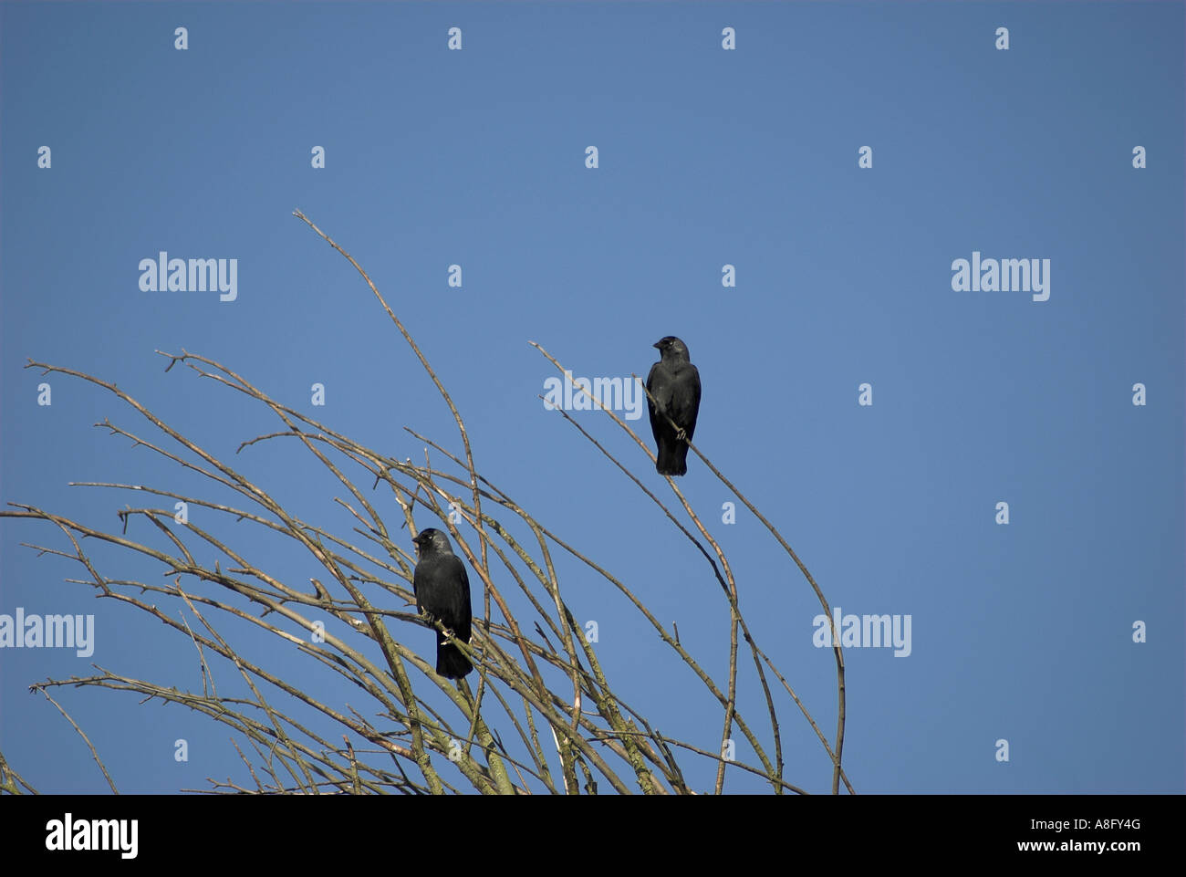 Jackdaw perched in tree with blue sky hi-res stock photography and ...