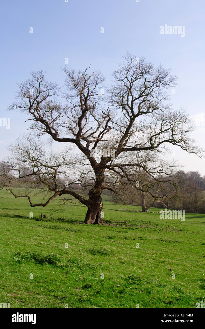 single winter tree Stock Photo - Alamy
