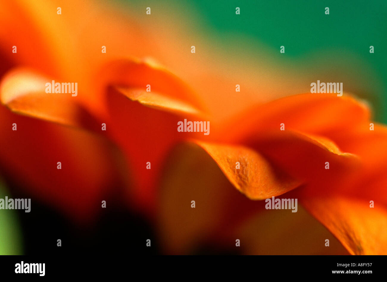 Petals tips hi-res stock photography and images - Alamy