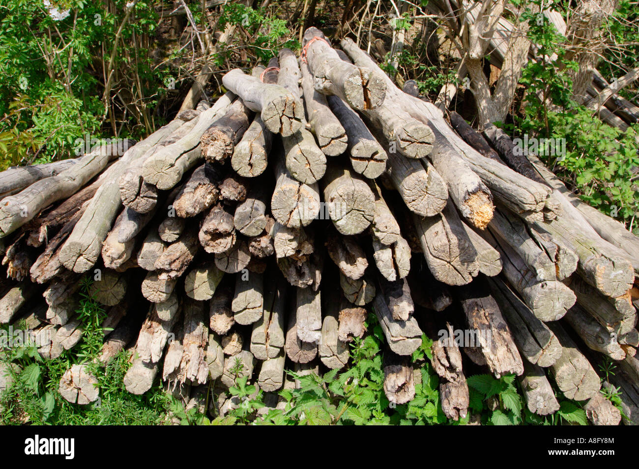 old fence posts Stock Photo - Alamy