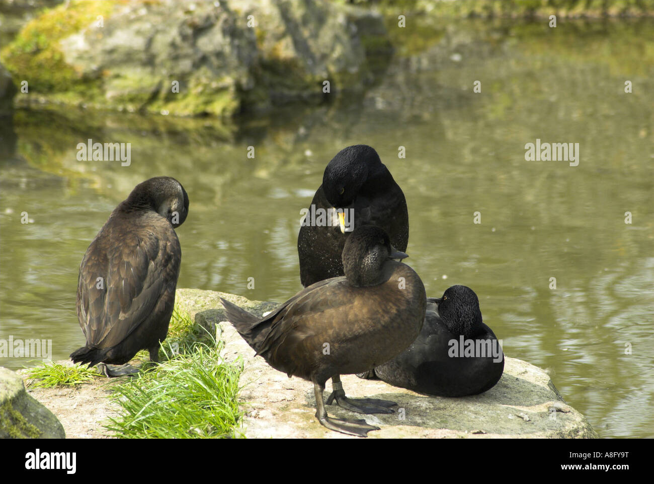Common Scoter Duck (Melanitta nigra Stock Photo - Alamy