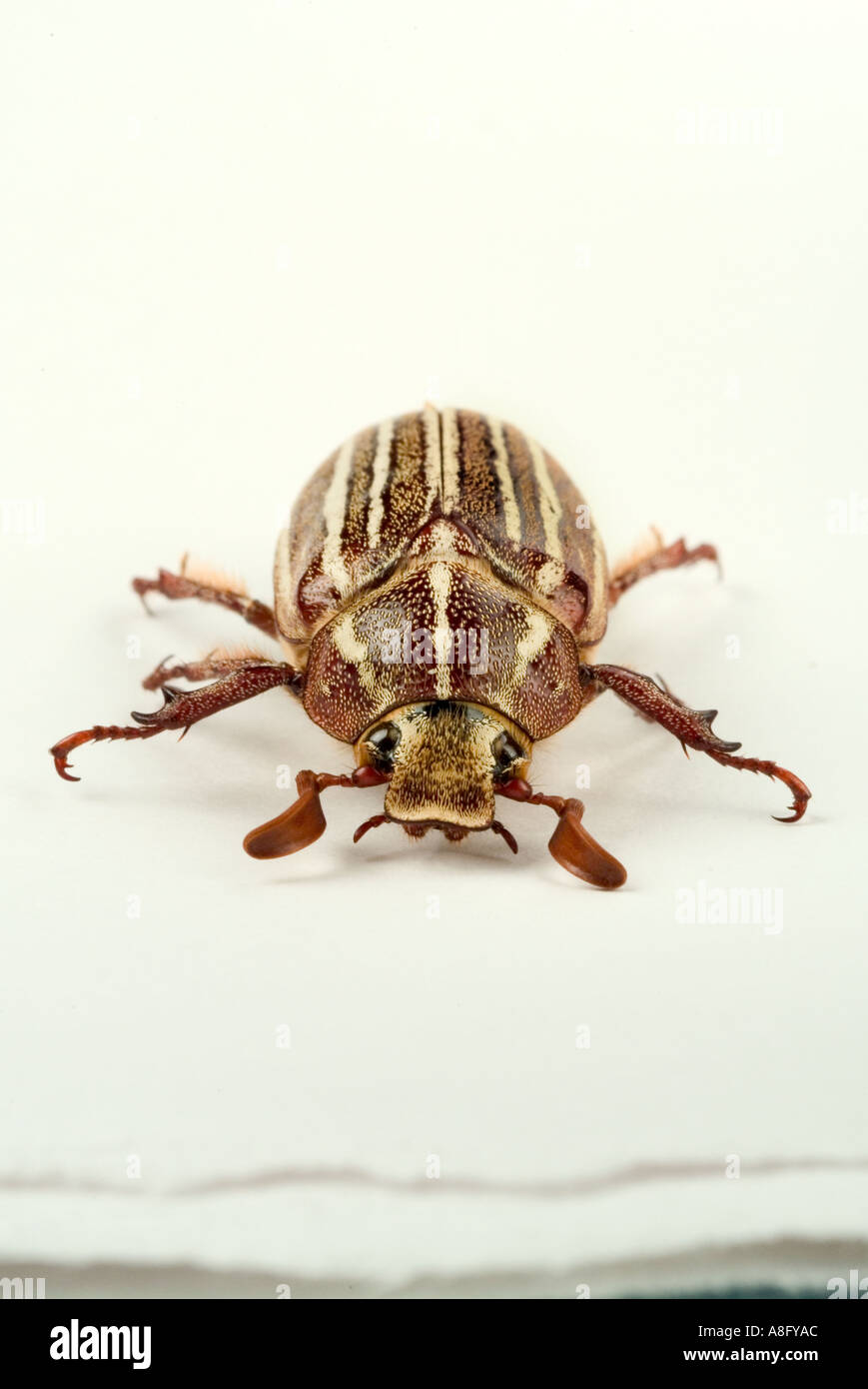 Striped ground beetle coleoptera Stock Photo - Alamy
