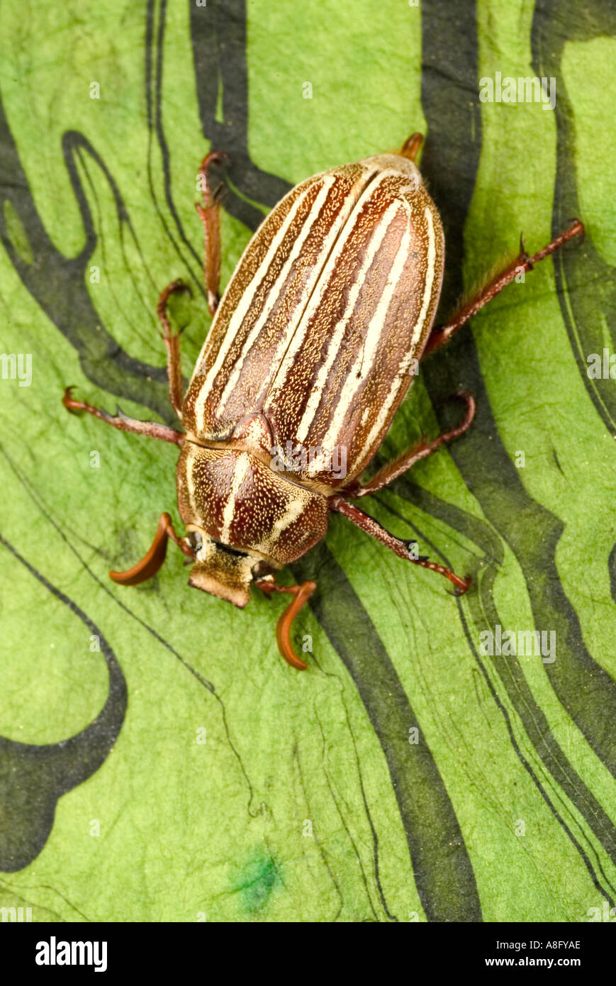 Striped ground beetle coleoptera Stock Photo - Alamy