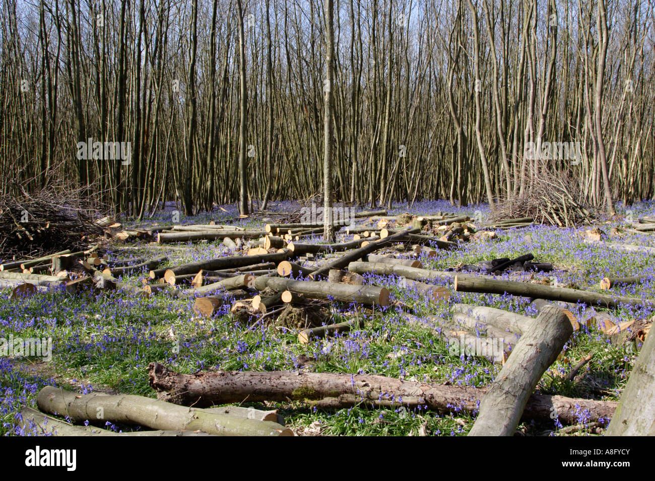 Cut trees hi-res stock photography and images - Alamy