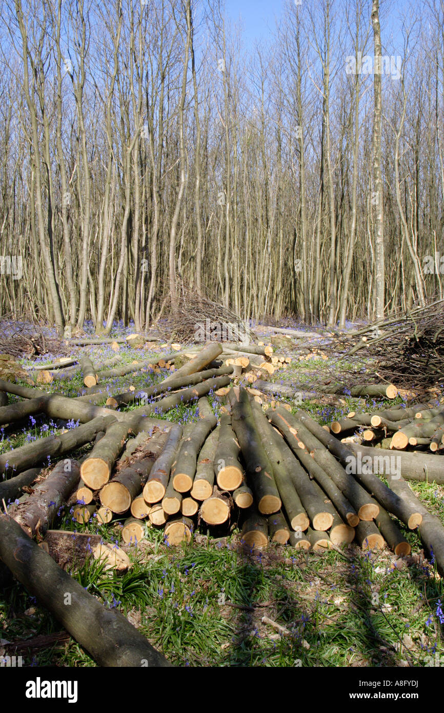 Cut trees hi-res stock photography and images - Alamy