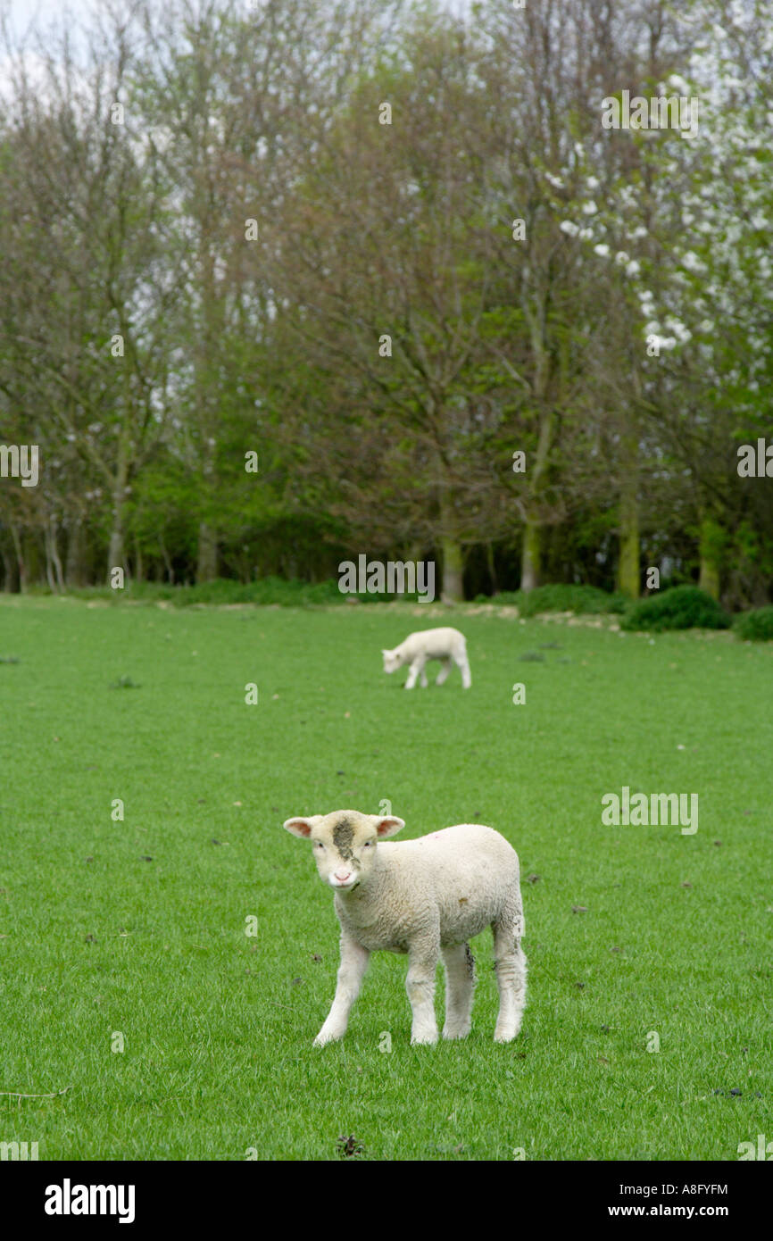 lamb in field Stock Photo - Alamy