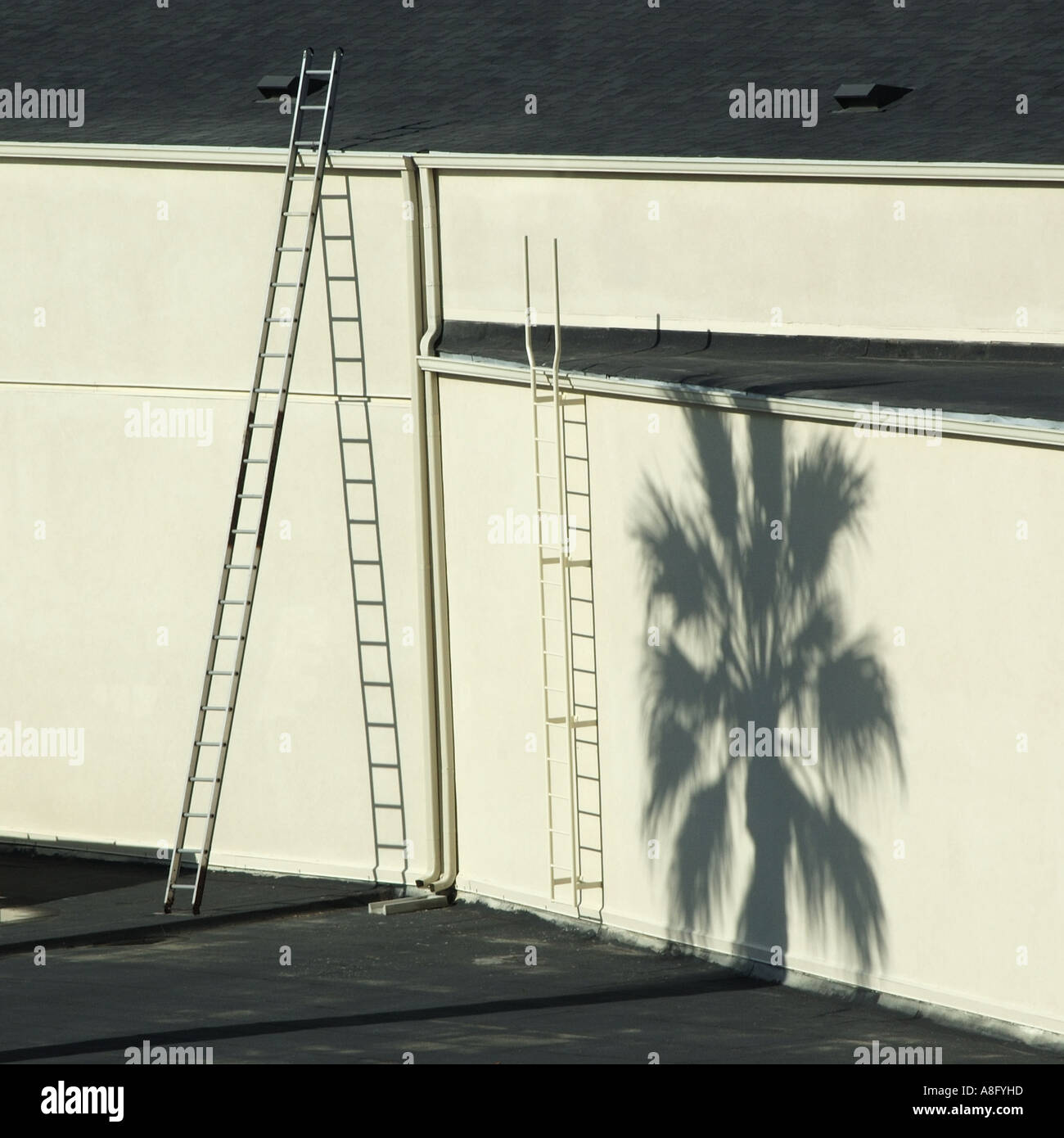 Ladder & Palm Stock Photo - Alamy