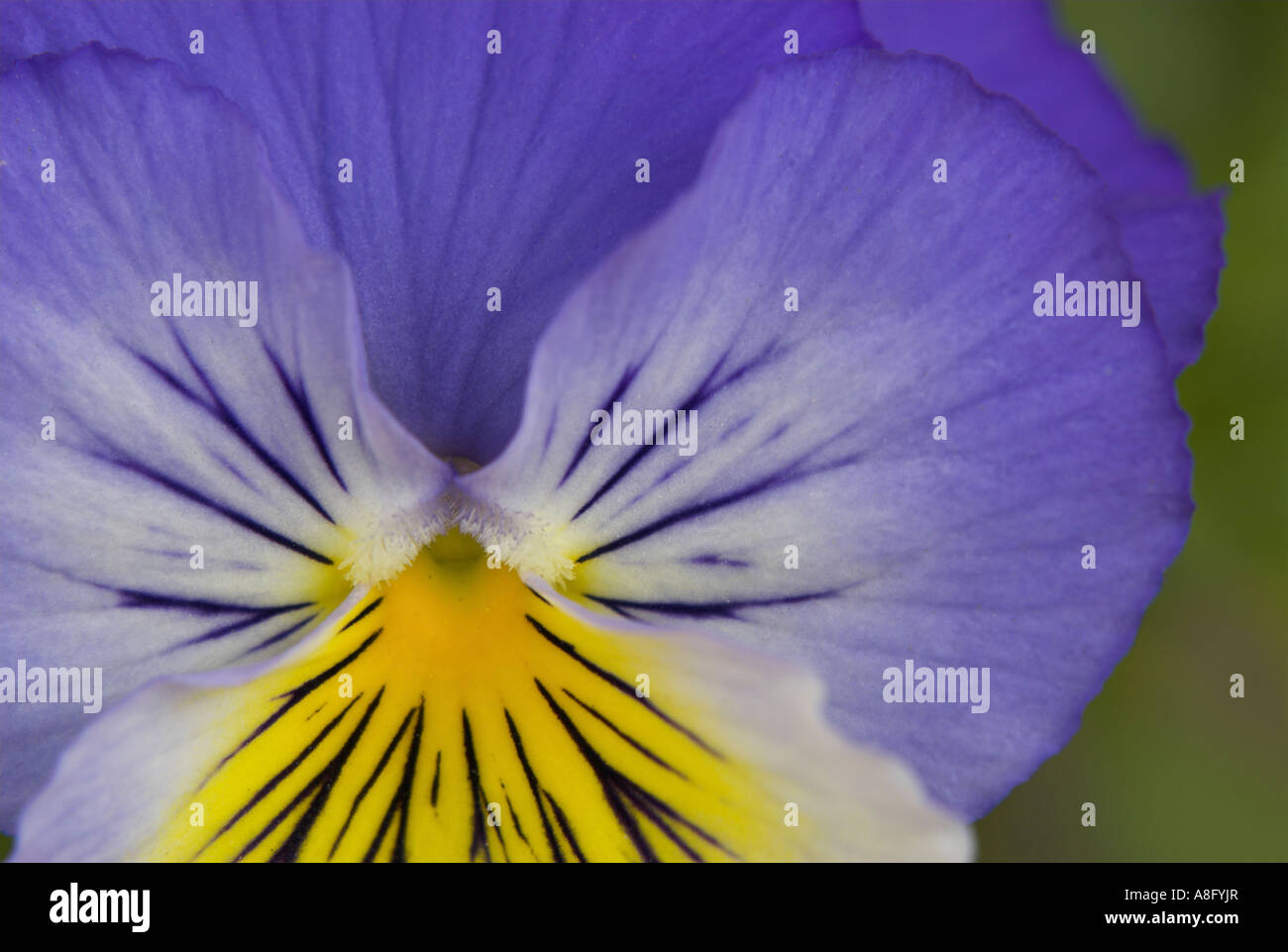 Violales hi-res stock photography and images - Alamy