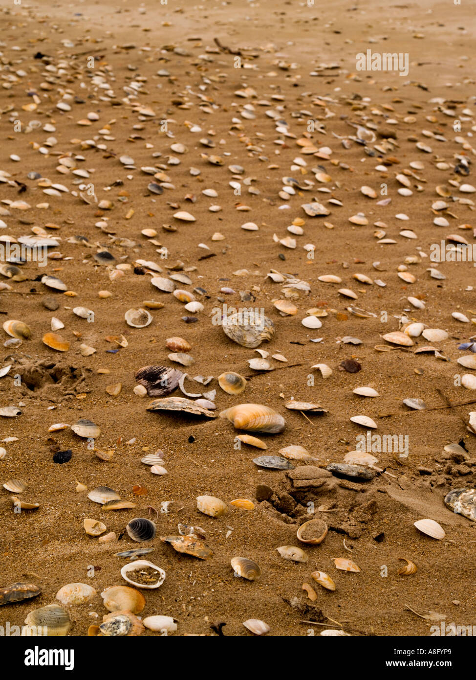 a variety of seashells lie on Magilligan beach County Londonderry ...