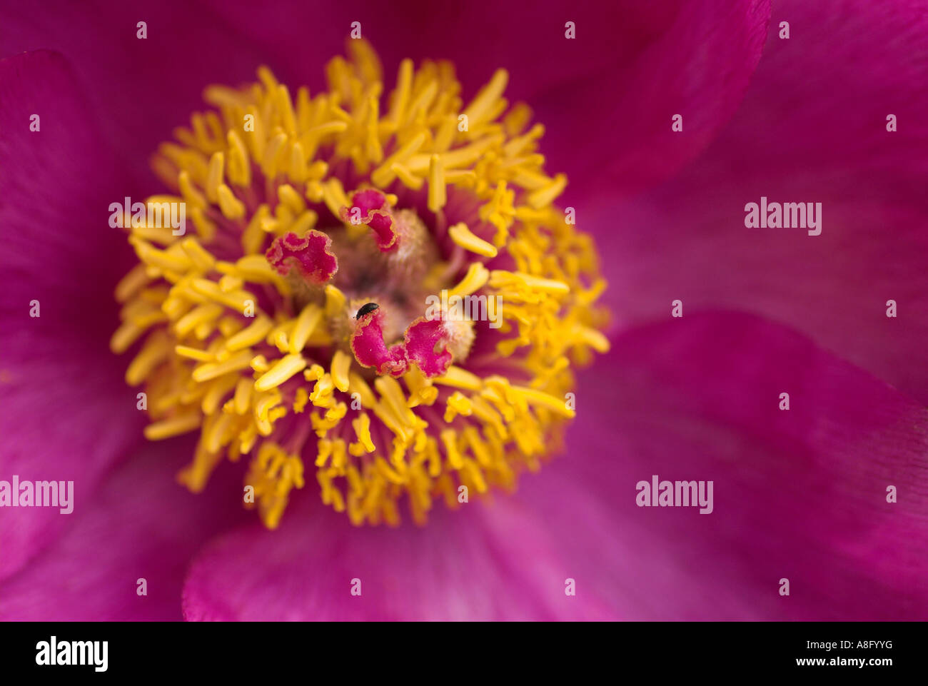 Close up of a Camellia flower head Stock Photo - Alamy