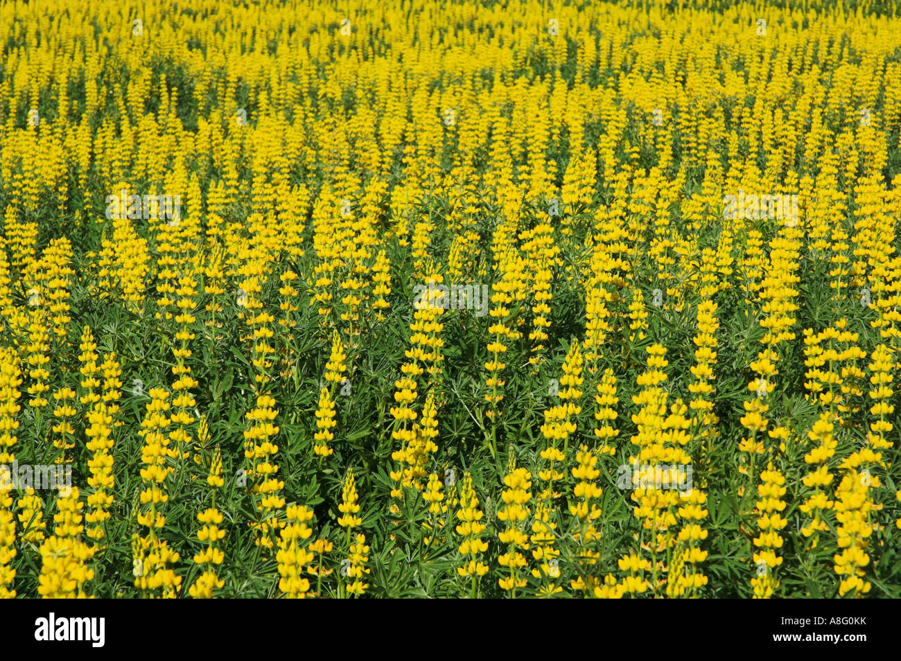 wild yellow lupins Stock Photo - Alamy