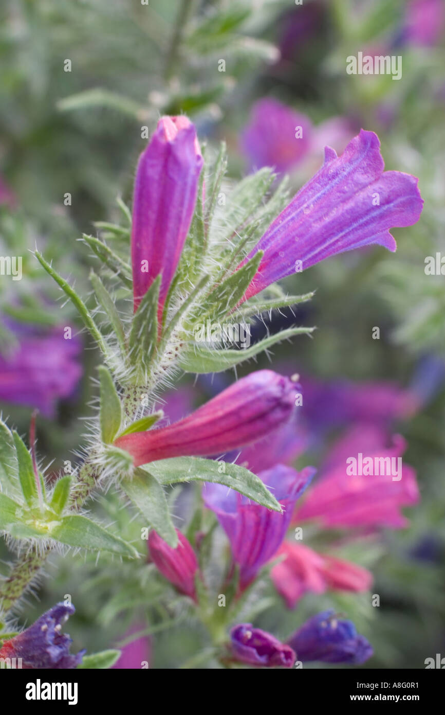 Wild bugloss spain hi-res stock photography and images - Alamy