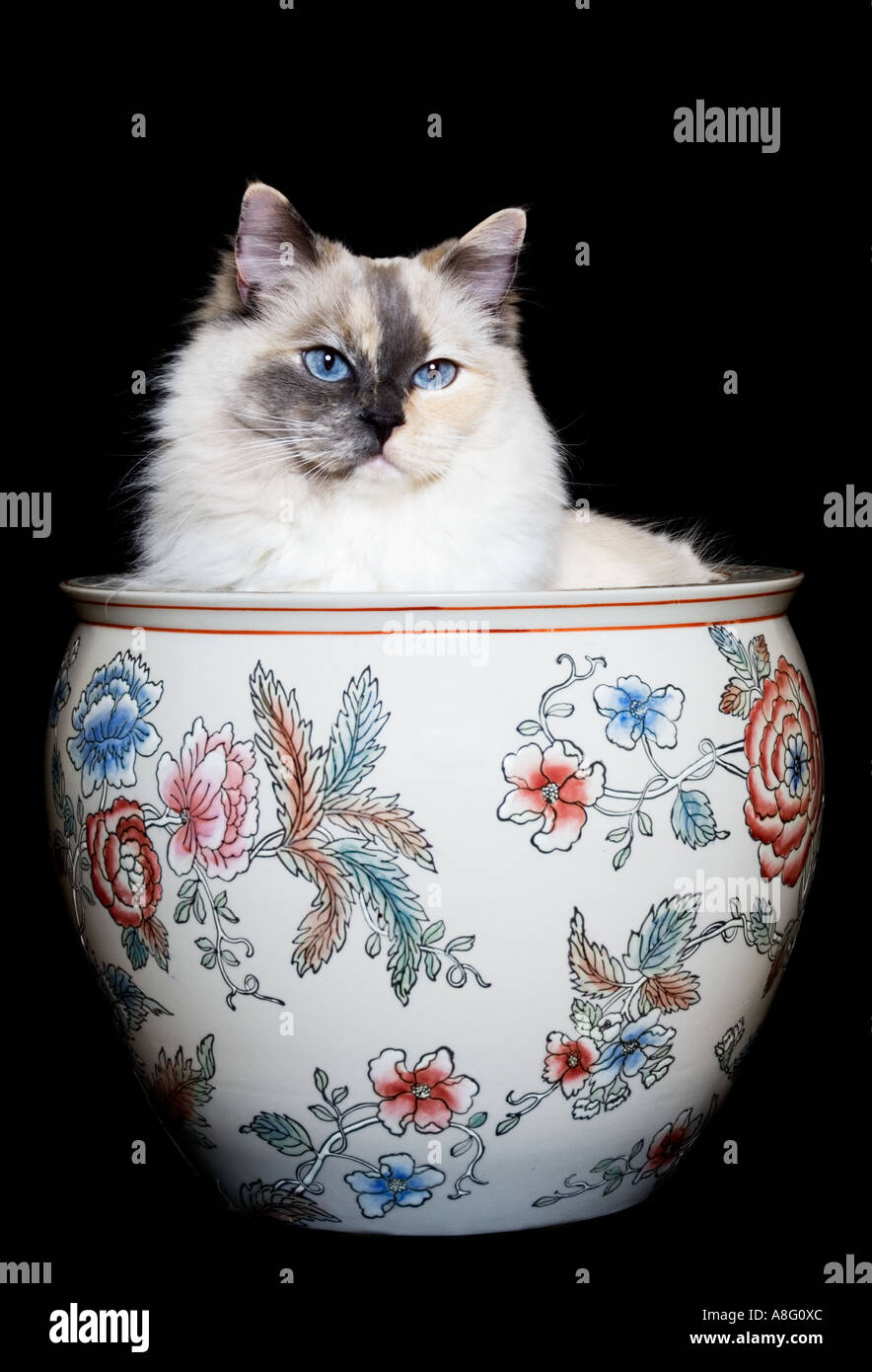 Pure breed of Ragdoll cat Stock Photo - Alamy