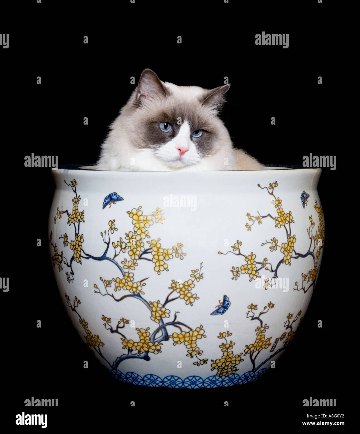 Pure breed of Ragdoll cat Stock Photo - Alamy