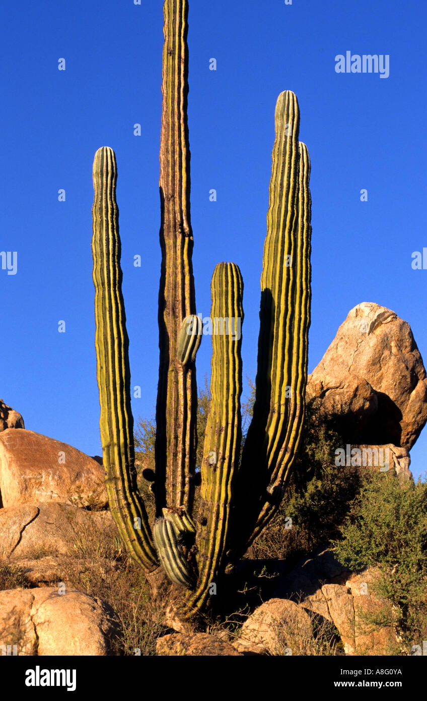 Baja Organ Pipe Cactus High Resolution Stock Photography and Images - Alamy