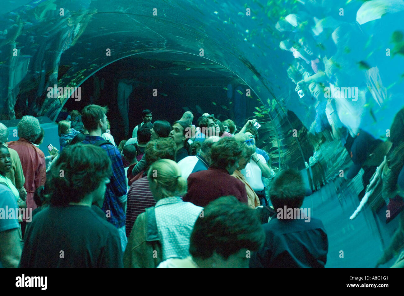 Tunnel under aquarium viewing fish from below Stock Photo - Alamy