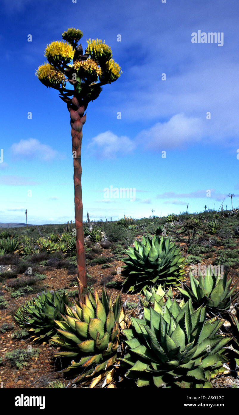 Mexico Mexican Cactus Baja California rocky desert Stock Photo - Alamy