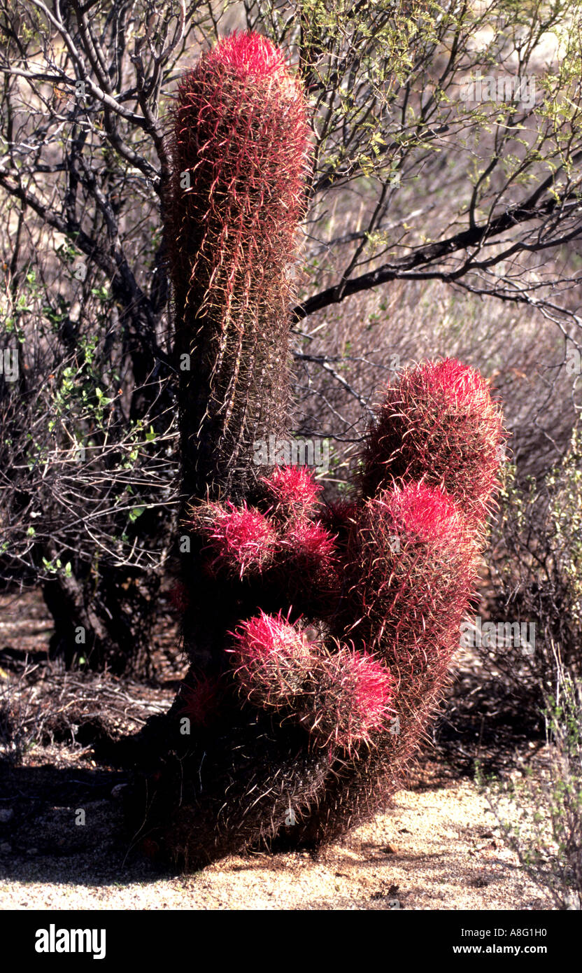 Mexico Mexican Cactus Baja California rocky desert Stock Photo - Alamy