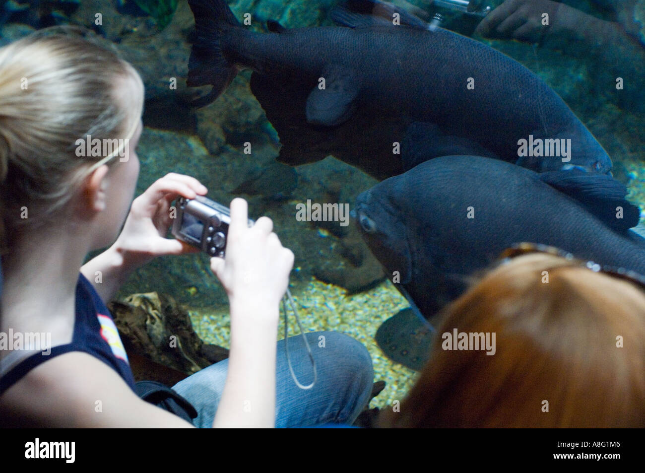 Visitors viewing sea life Stock Photo - Alamy