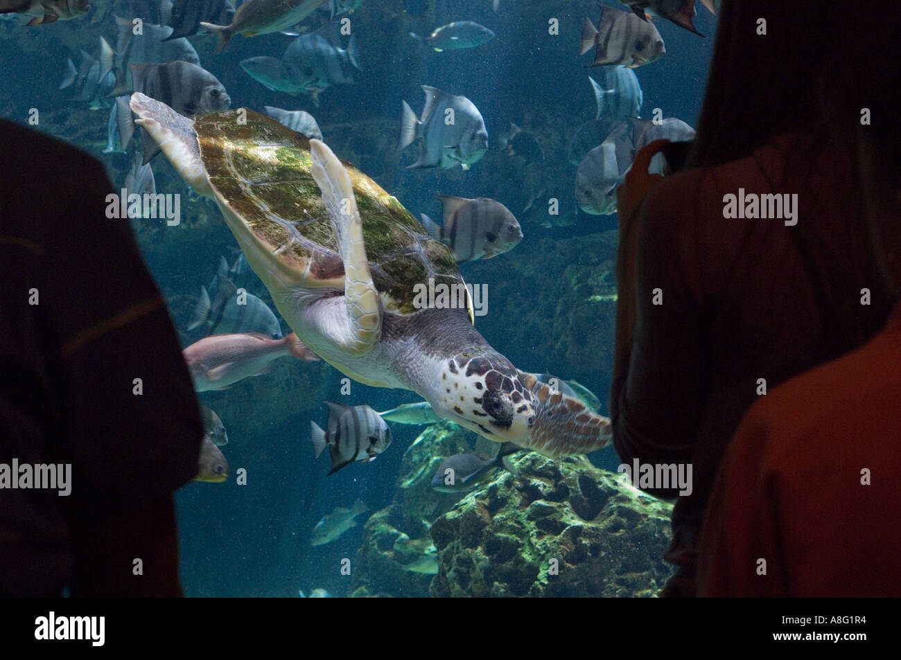 Visitors viewing sea life including a sea turtle Stock Photo - Alamy