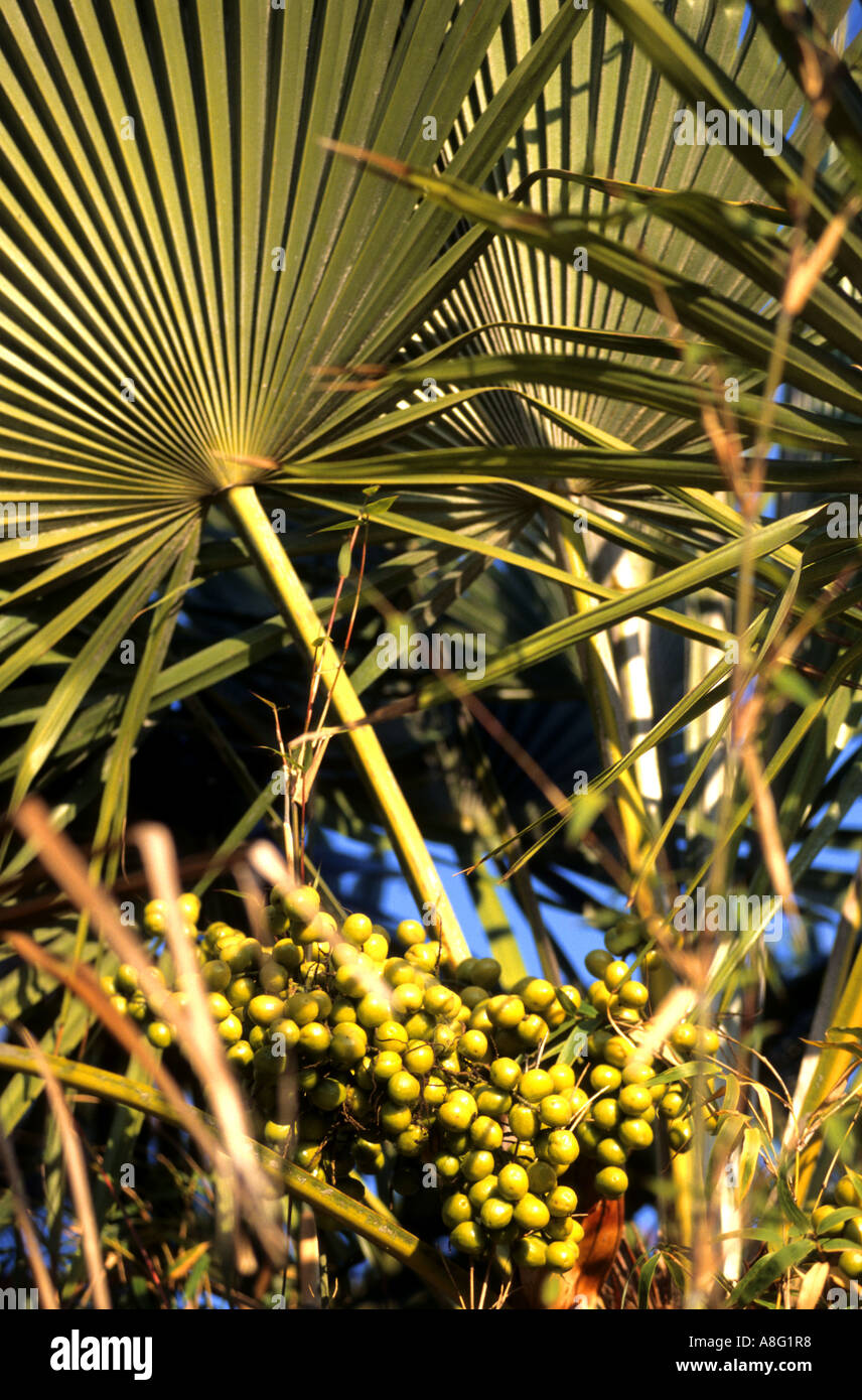 Chiapas Mexico Mexican Palenque Palm Tree Stock Photo - Alamy