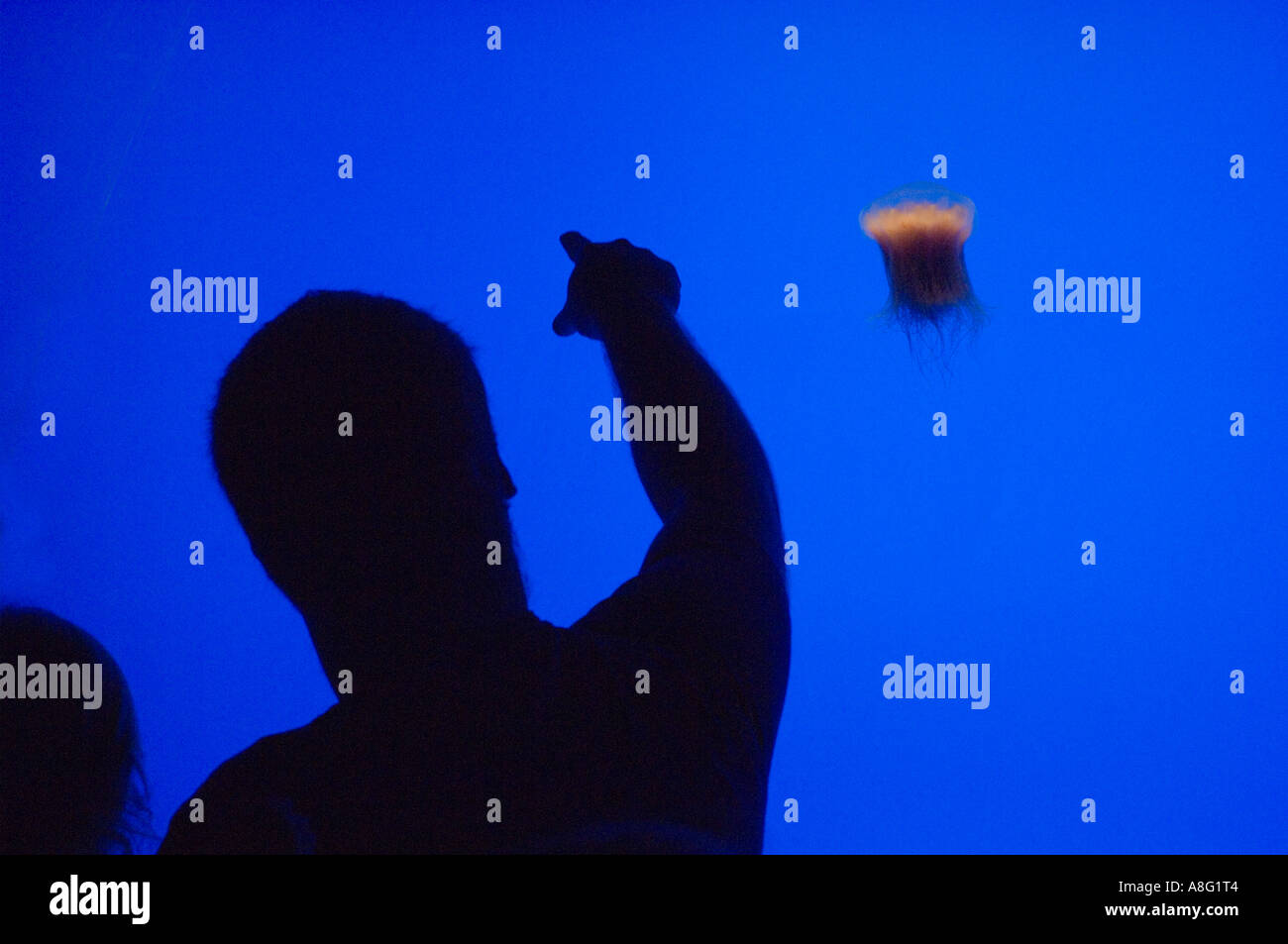 Observing the Lion s Mane jelly fish at the Georgia Aquarium Stock ...
