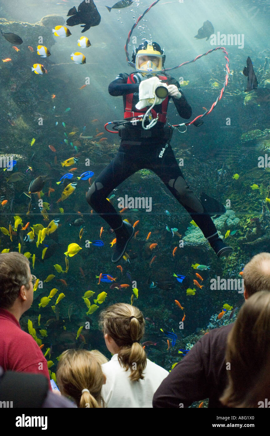 Diver cleaning the aquarium walls at the Georgia Aquarium Stock Photo ...