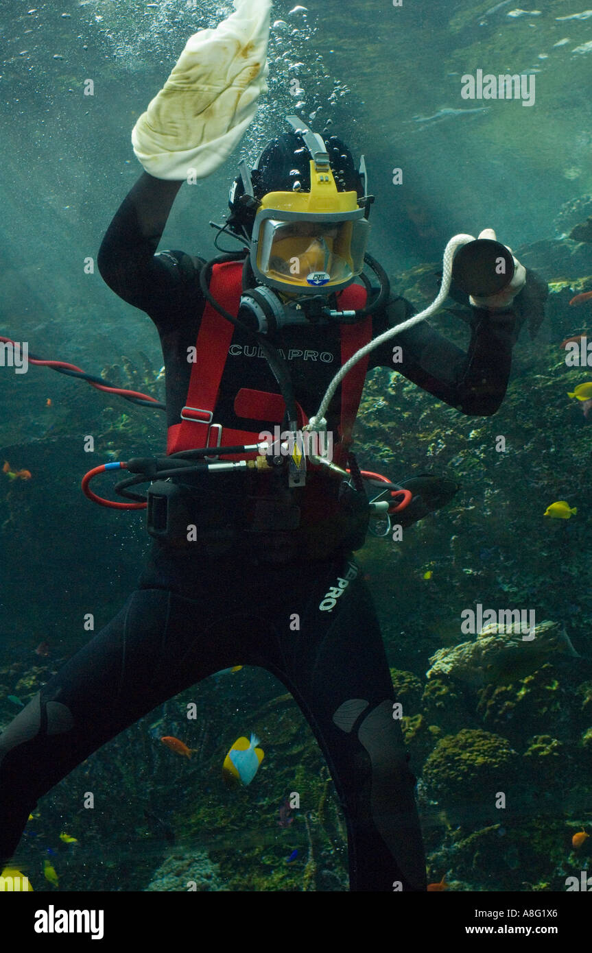 Diver cleaning the aquarium walls at the Georgia Aquarium, Atlanta ...