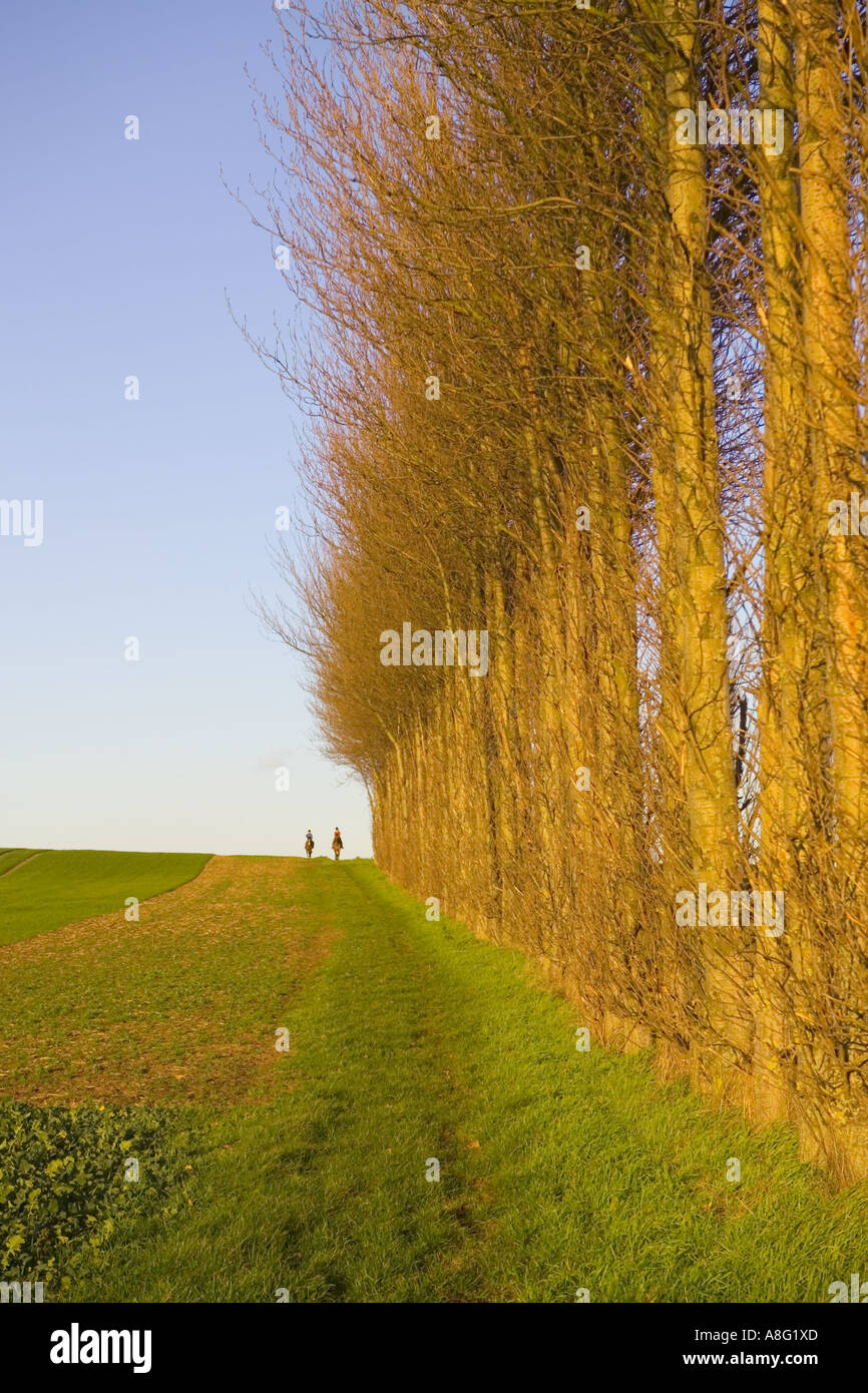 Trees and fields around Cliffe Kent in springtime Stock Photo - Alamy