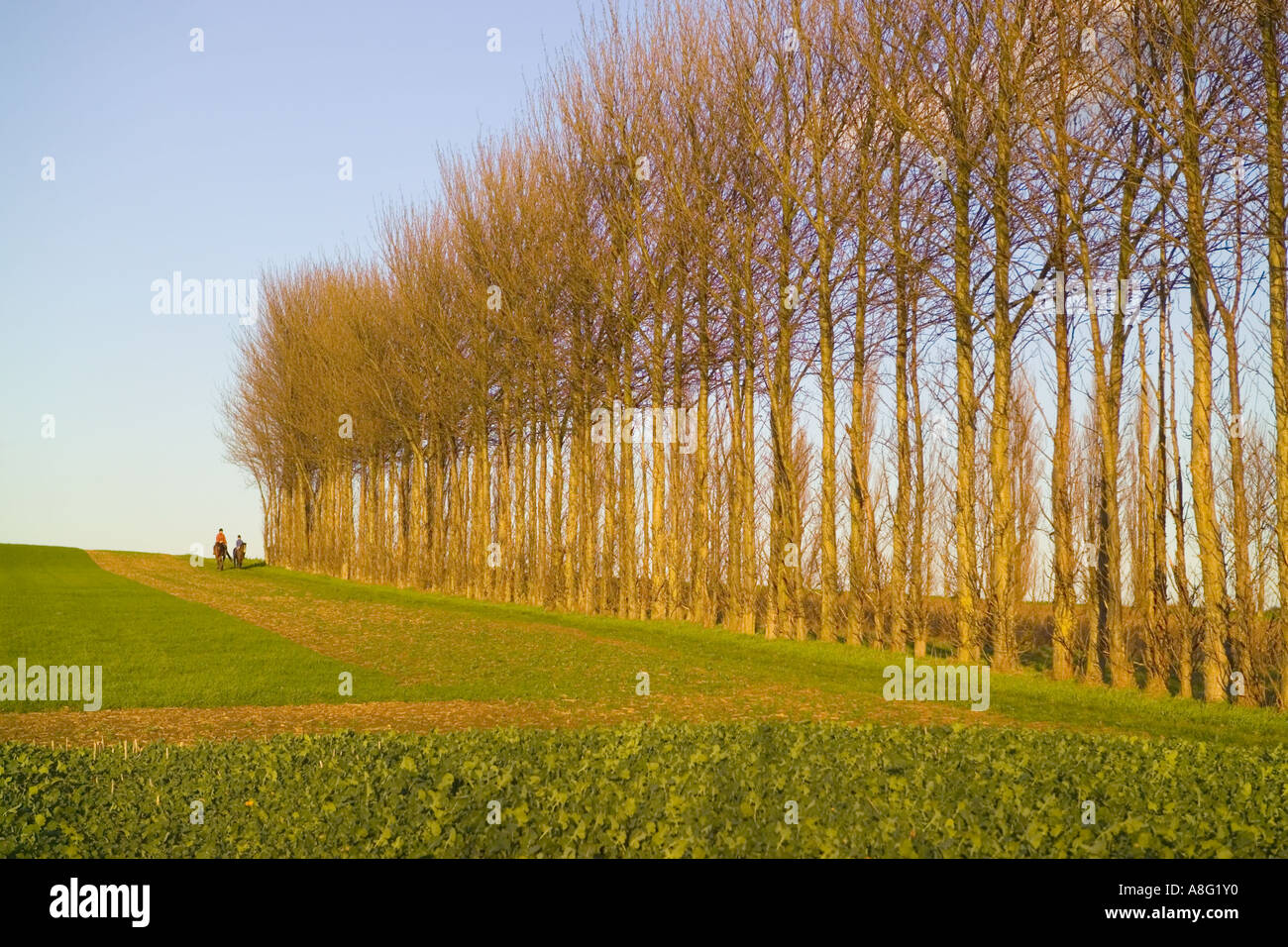Trees and fields around Cliffe Kent Stock Photo - Alamy