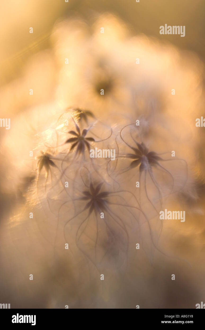 Seed heads of convolvulus Stock Photo - Alamy