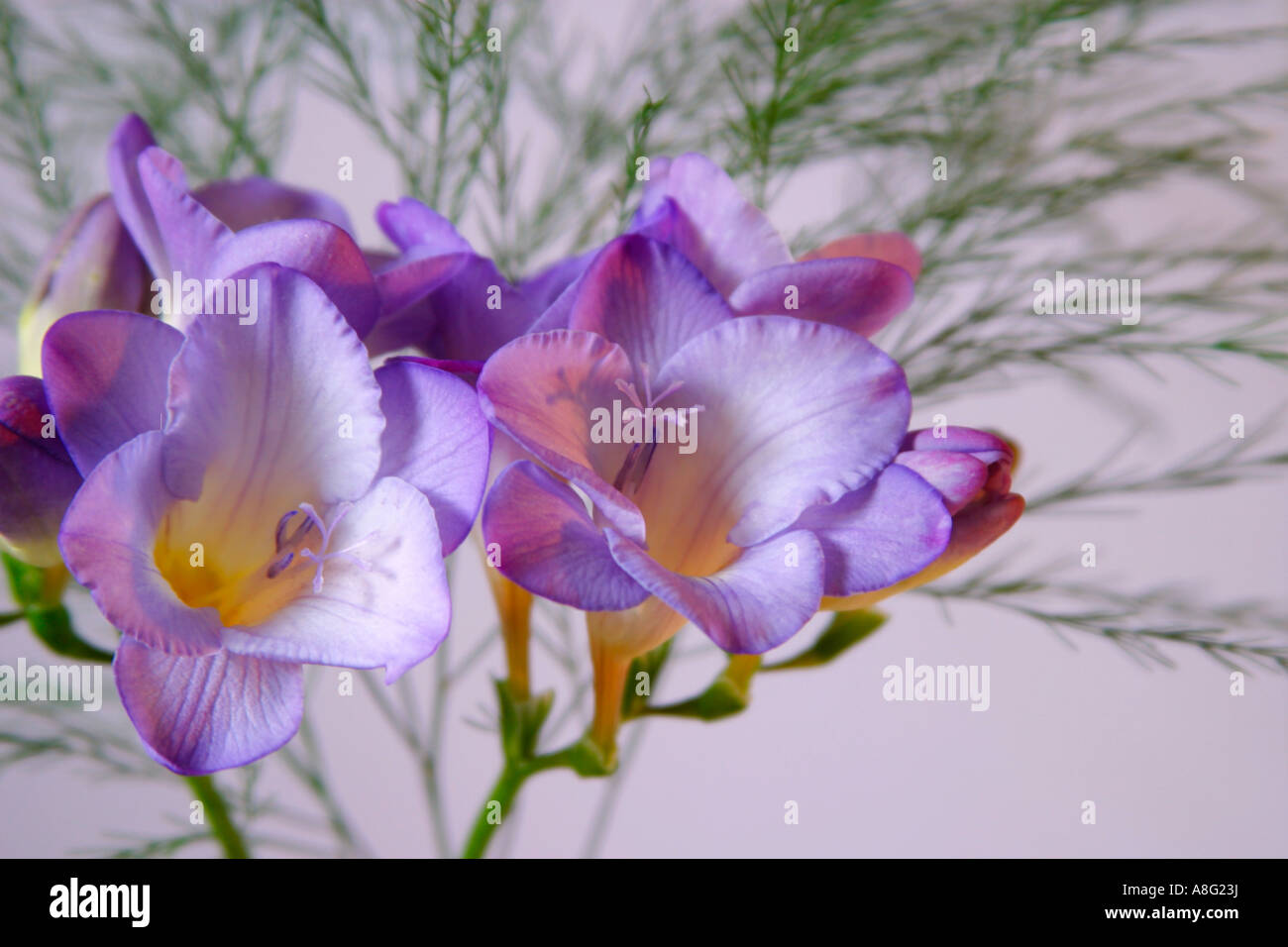 Blue freesia with fern frond Stock Photo - Alamy