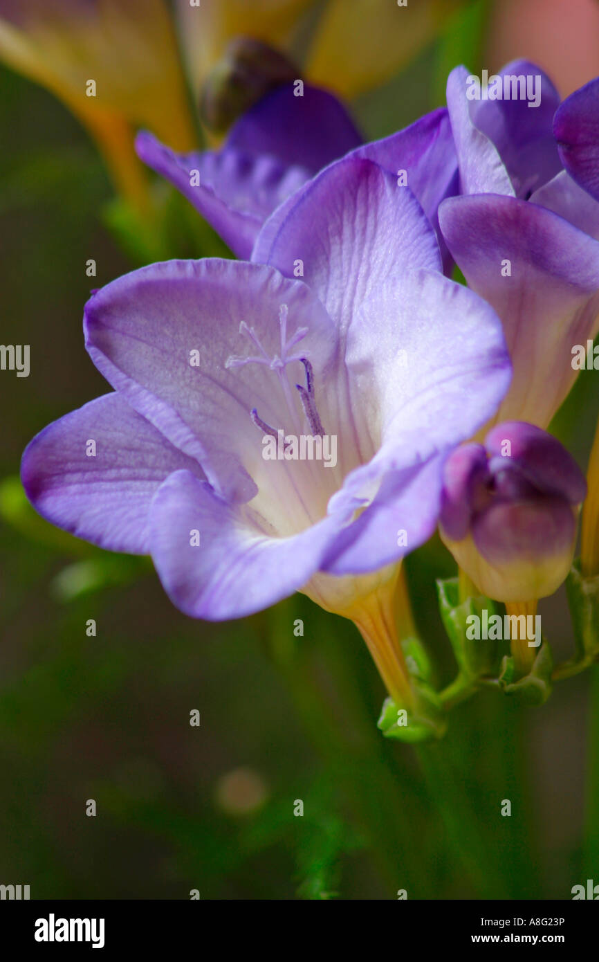 Close up of blue Freesia flower Stock Photo - Alamy