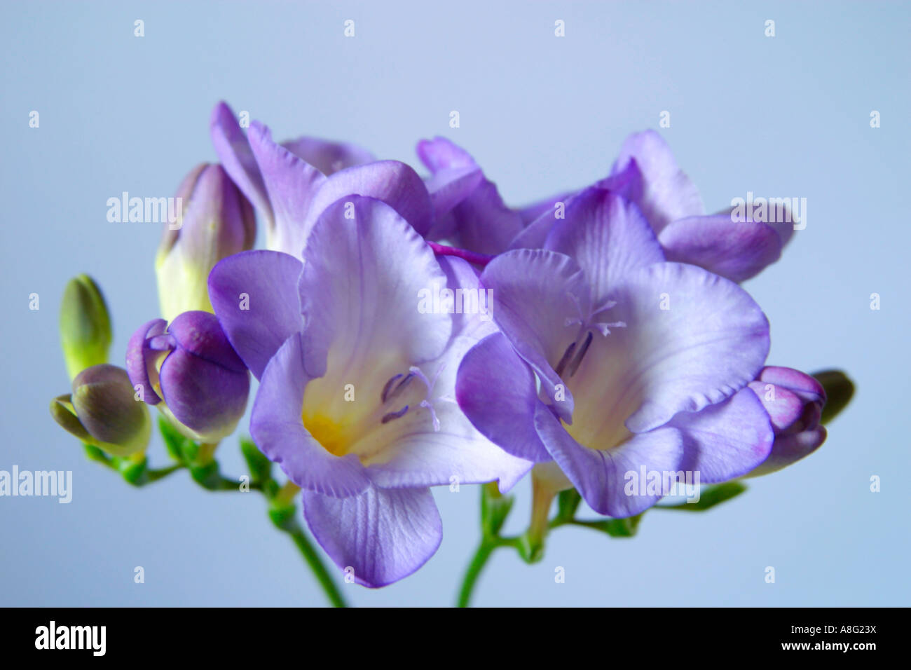 Blue freesia flowers against a pale blue background Stock Photo - Alamy