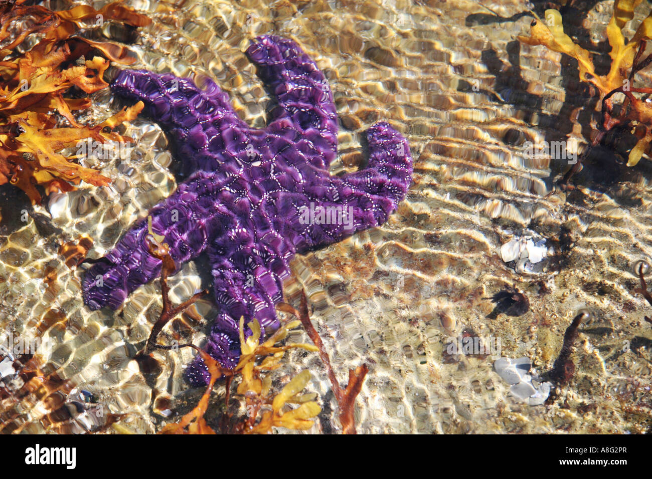 Ochre Sea Star High Resolution Stock Photography and Images - Alamy