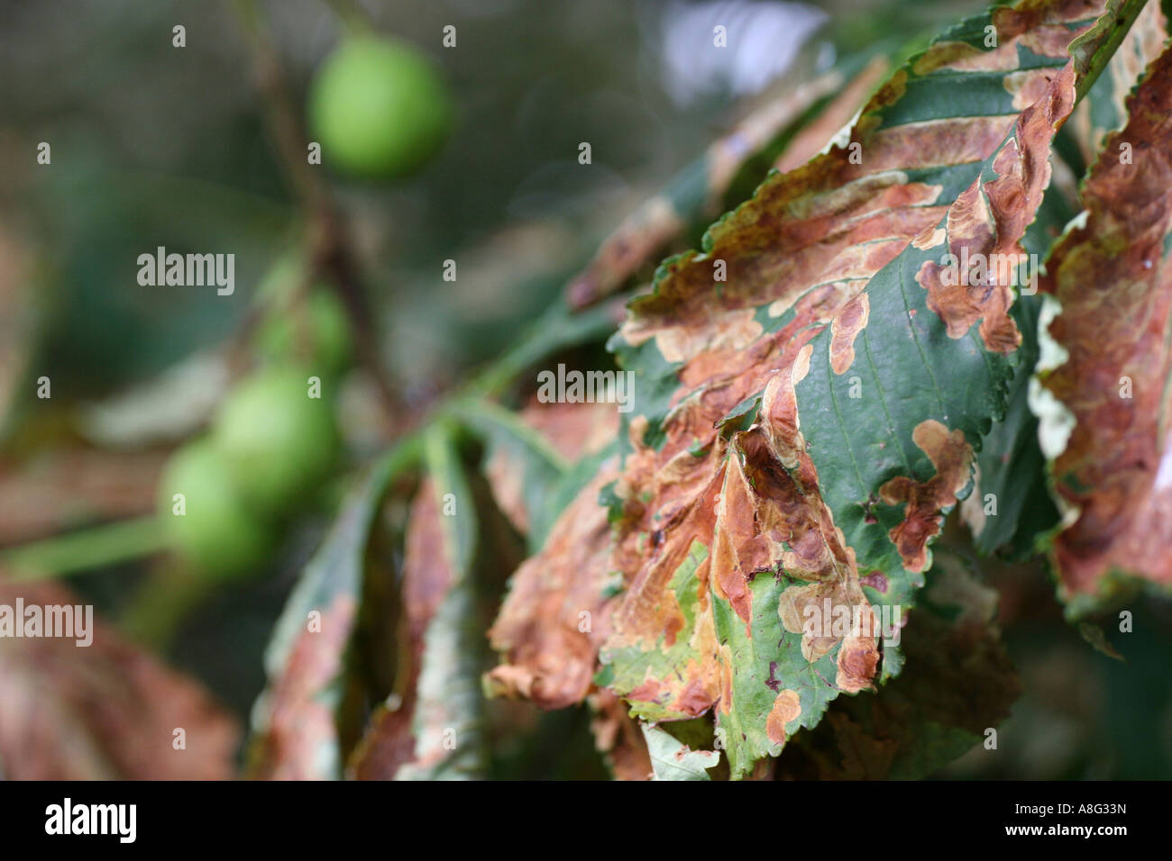5 September 2006 Horse chestnut leaves damaged by leaf miner moth Hilly ...