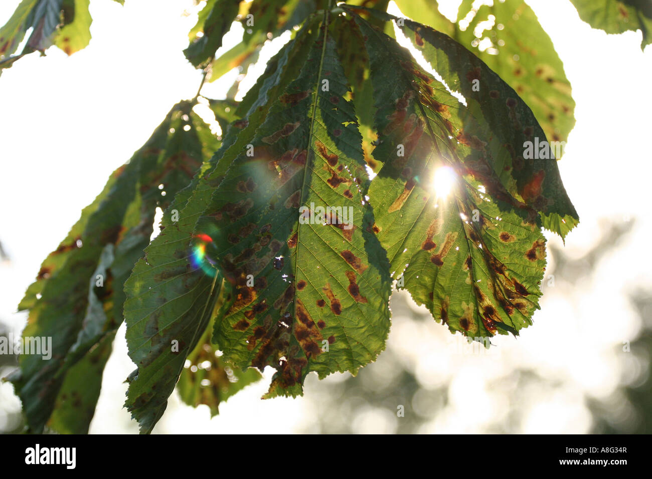 5 September 2006 Horse chestnut leaves damaged by leaf miner moth Hilly ...