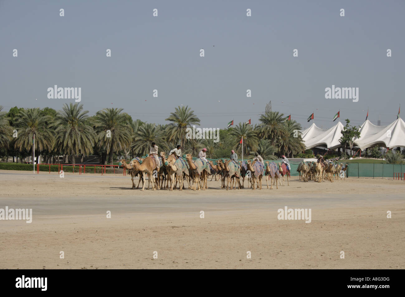 racing camel at the racing district of Dubai, United Arab Emirates ...