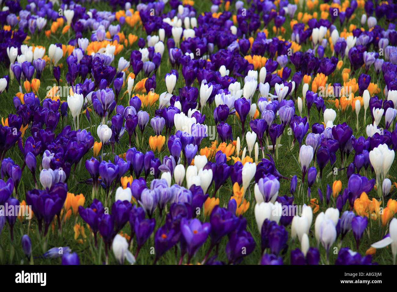 Crocus blossoms in The Stray Harrogate Yorkshire England Stock Photo ...