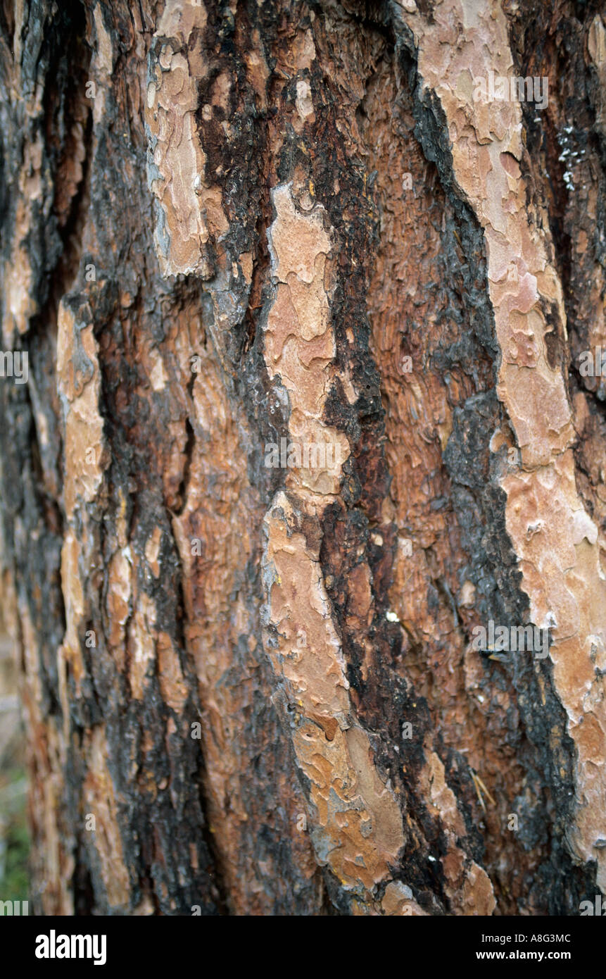 Baumrinden hi-res stock photography and images - Alamy